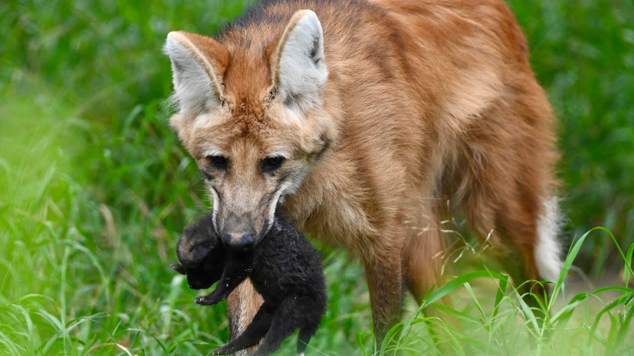 Maned Wolf Pups at the San Diego Zoo