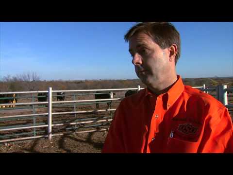 Efficient Hay Use (11/10/12)