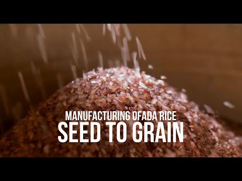 Exploring the Journey of Ofada Rice: From Seed to Grain