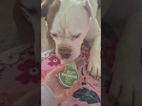 Natural Dog Paw & Nose Balm! 🐶