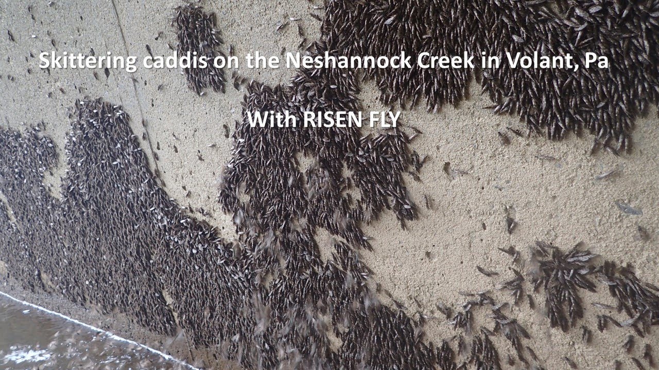 Learn to fish a caddis dry fly with Risen Fly.