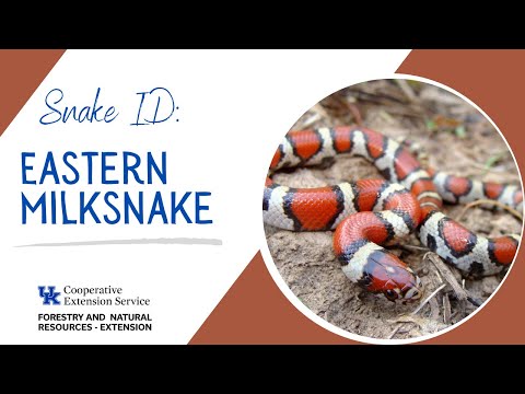 Snake ID: Eastern Milksnake