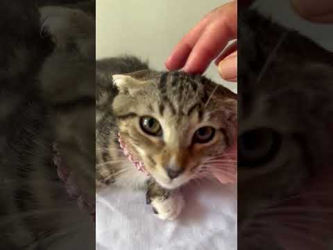 Video of adoptable pet named TACOBELL