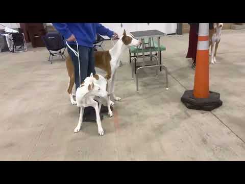 Ibizan Hound Puppy