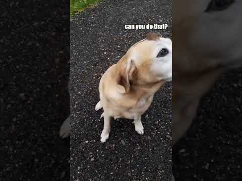 Dog vs Mouse
