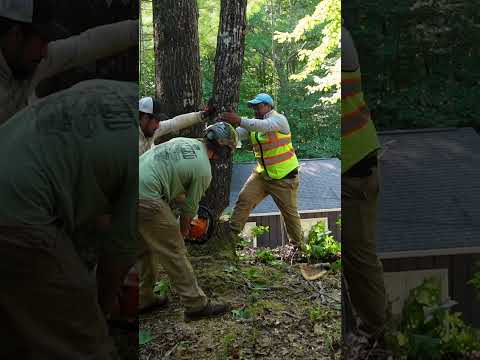 Tree Removal Time
