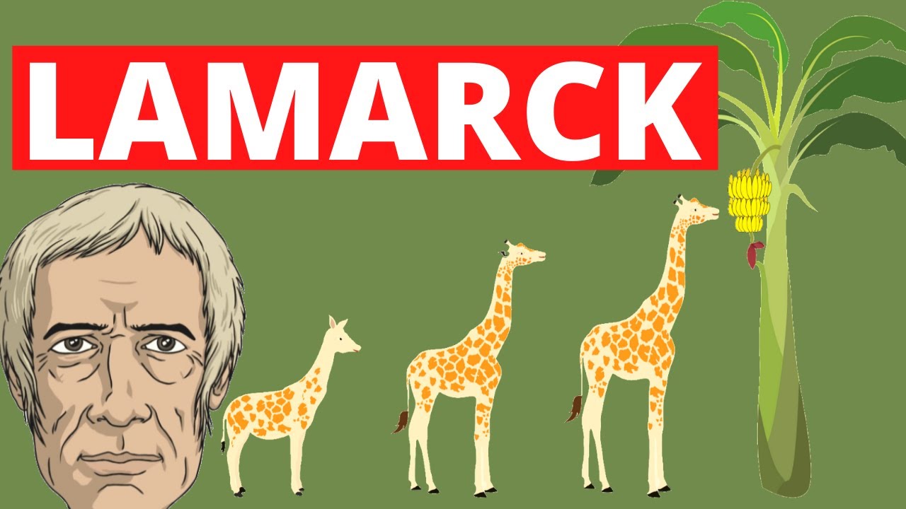 Lamarck's Theory and Postulates: Did Giraffes Stretch Their Necks to Evolve?🦒