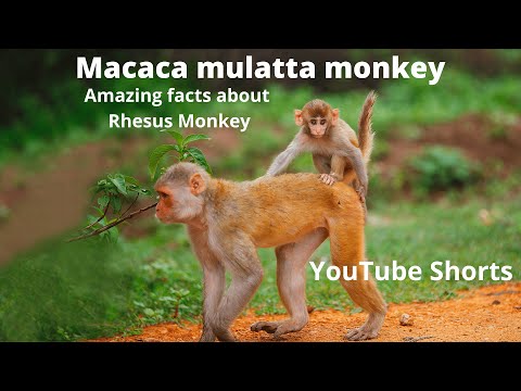 Amazing facts about Rhesus Monkey | Rhesus Monkey baby | Macaca mulatta monkey
