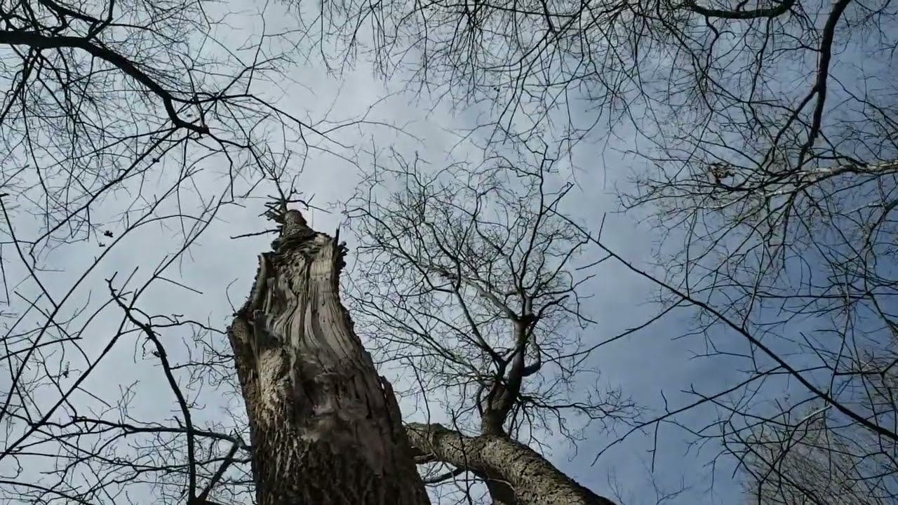 ID That Tree: White Ash