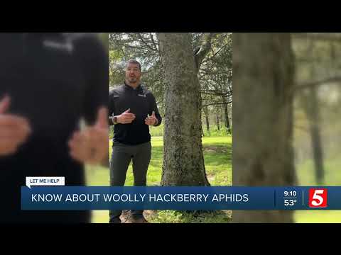 Let Me Help: Know About Woolly Hackberry Aphids