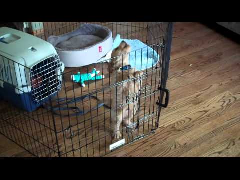 South Lake Tahoe has Pet Friendly Accommodations