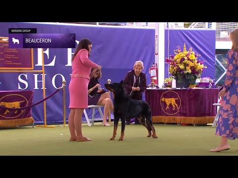Beaucerons | Breed Judging 2024