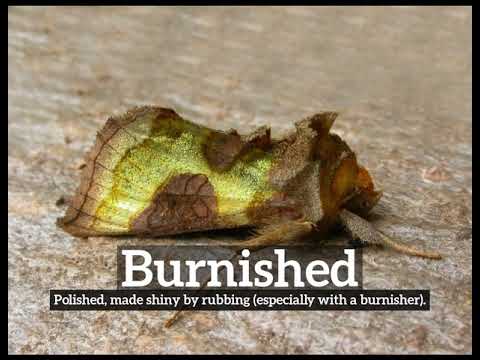 How Does Burnished Look? | How to Say Burnished in English? | What is Burnished?