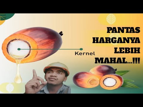 Apa Itu KARNEL KELAPA SAWIT.? kenapa harganya bisa lebih mahal !!!