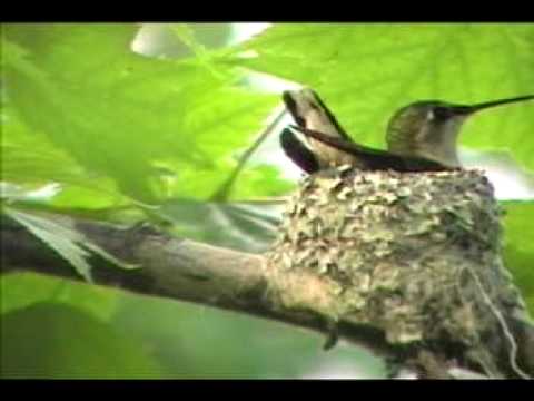Ruby-Throated Hummingbird nest building