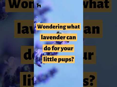 🐾 Discovering the Canine Comfort in Lavender 🌿