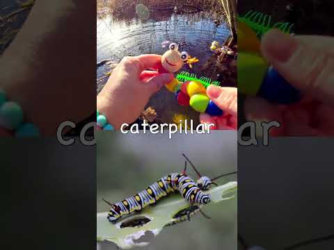 Learn Bug Insect Names for Babies Kids at the Pond: Tarantula Centipede Caterpillar Praying Mantis