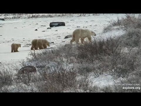 Mom and 3 Cubs! Explore.org November 7, 2023
