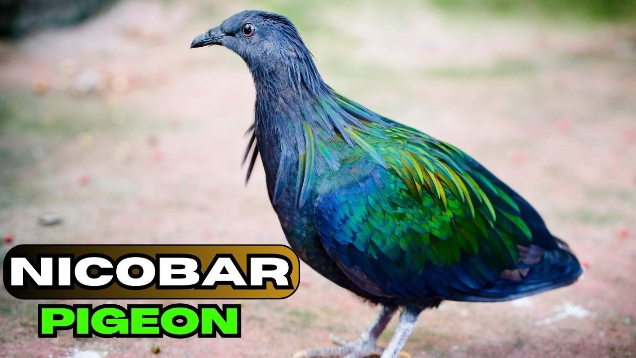 The Nicobar Pigeon (The closest relative of the DODO bird)🤯!!