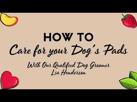 How to care for your dog's paw pads