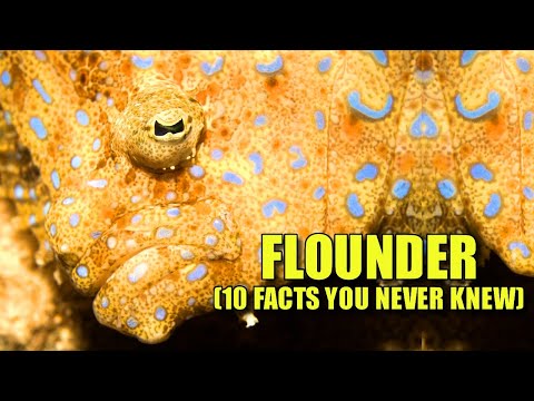 Flounder 🐟 (10 FACTS You NEVER KNEW)