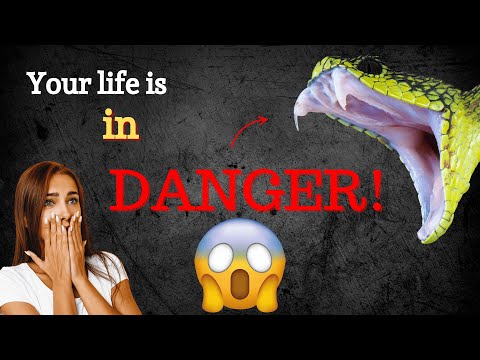 What does it mean to dream about snakes biting you? Pay attention!