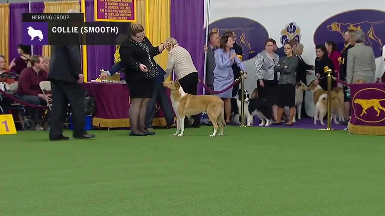 Collies (Smooth) | Breed Judging 2019