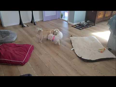 Video of adoptable pet named Roxy