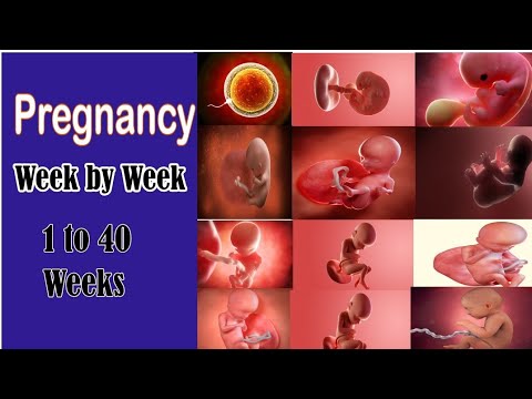 Pregnancy week by week | fetus development month | Baby Growth