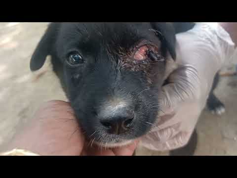 Little Street Puppy With Torn Eye Rescued by @smartsanctuary