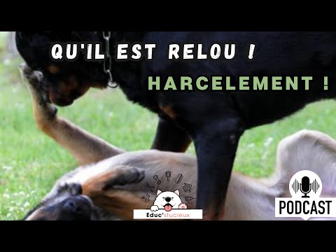 Chien Harceleur ! Il veut toujours jouer !
