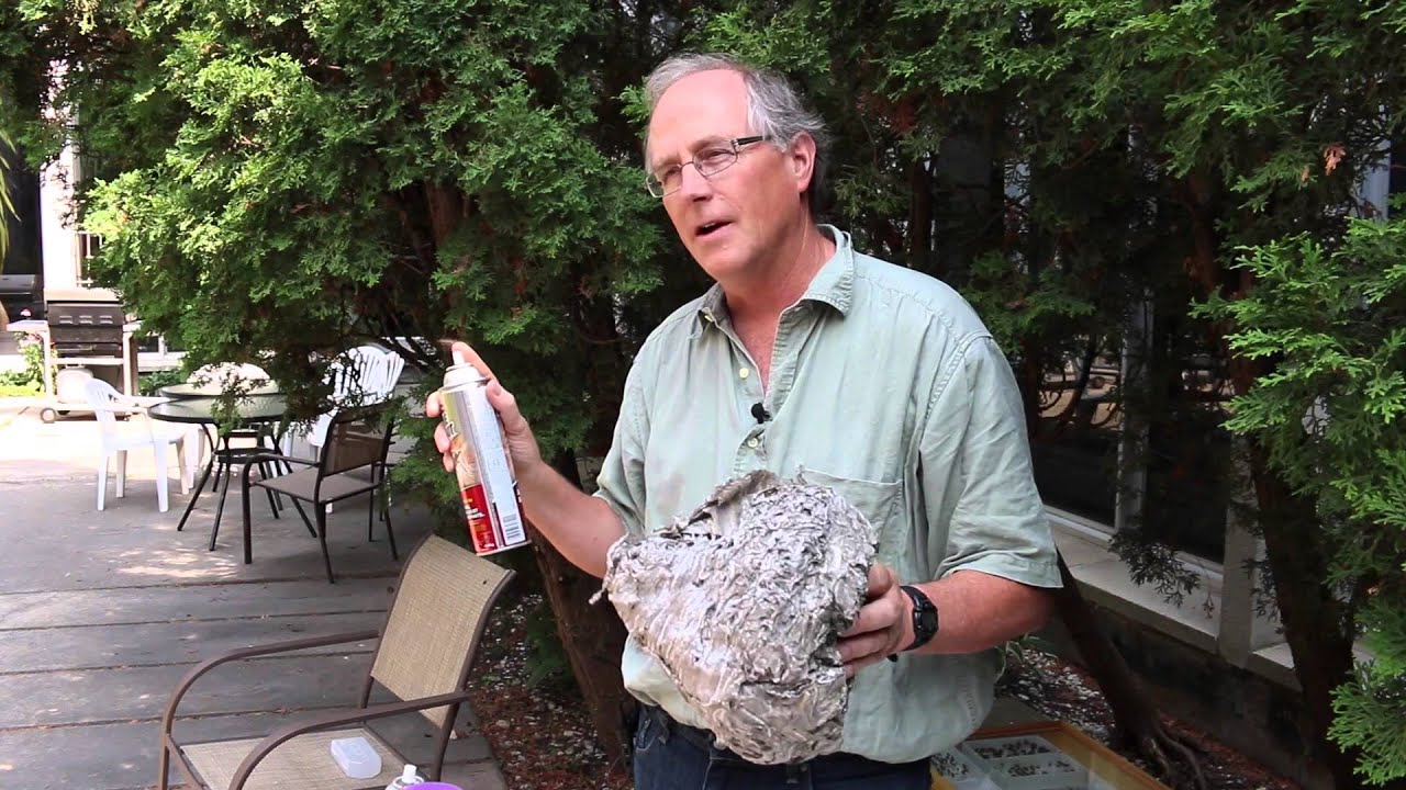 How to remove a wasp nest with insecticidal spray