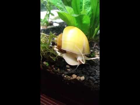 Mystery (Apple) Snail ~ Flash v Lava Rock Mountain (Spoiler: The Mountain Won...)