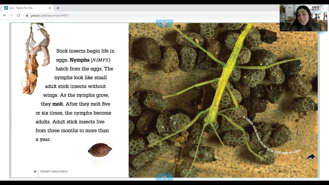 Stick Insects by Valerie Bodden