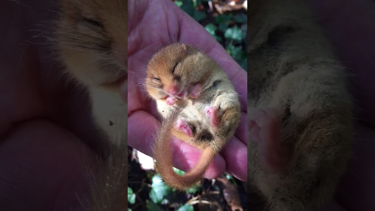 Snoring Dormouse (Snoremouse!)