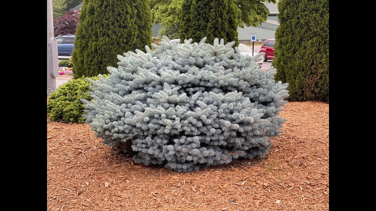 Picea pungens 'Globosa 'Dwarf Colorado Blue Spruce