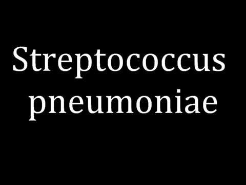 How to pronounce Streptococcus pneumoniae