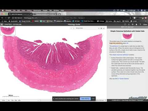 Locating Epithelial Tissue on Histology Guide and PAL