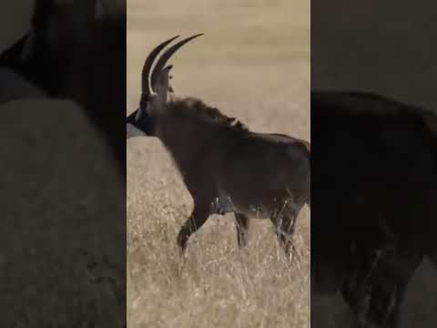 Gunwerks Skuhl .375 Ruger vs. Huge South Africa Roan