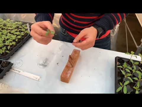 Grafting: Practical information, advantages and disadvantages