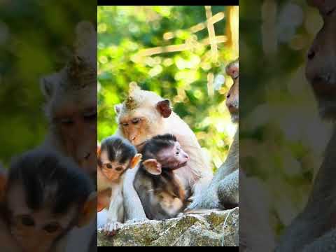 #monkey #lovemoney #monkeyvideo
