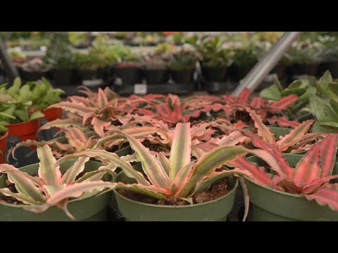 Earth Star @ greengate Garden Centres