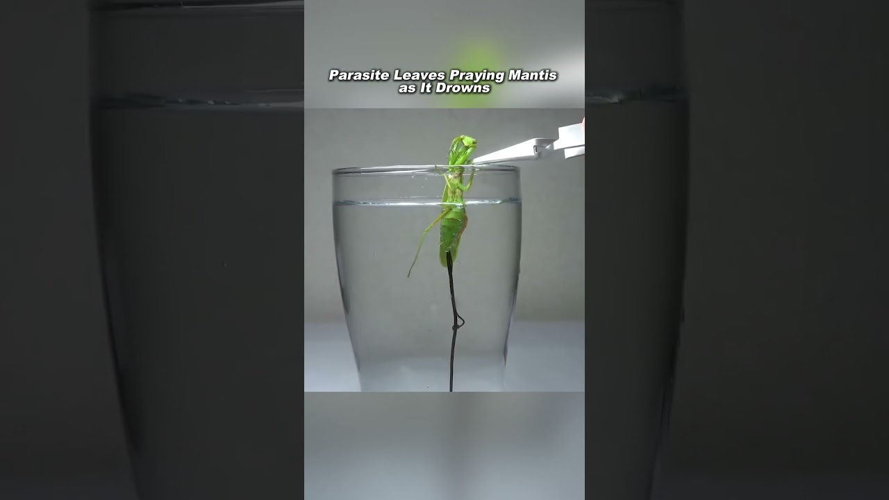 Parasite Escapes as Praying Mantis Drowns