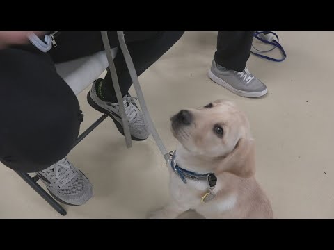 Guiding Eyes For The Blind helps train guide dogs in Cleveland