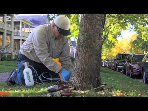 East Texas Tree Doc - Arborjet Trained Service Provider