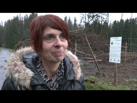100.000 Bäume für's Saarland - Aufforstung!