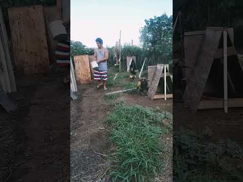 Feeding time! #gamefowl #mauihawaii #shortvideo