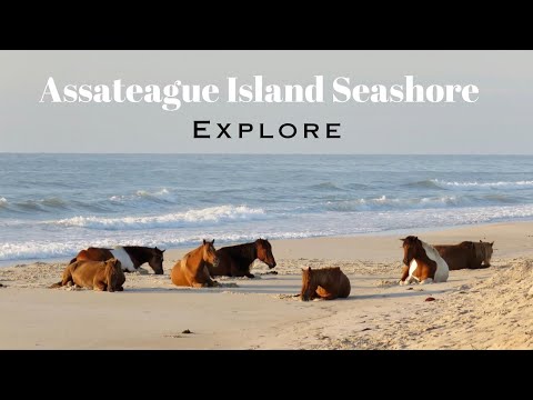Assateague Island - Maryland, MD - Tour Guide - National Seashore - Wild Horses [4K]