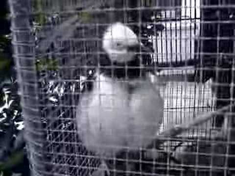 Bird Cries Like A Baby | Quipster