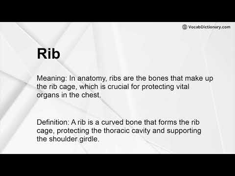 Rib Meaning